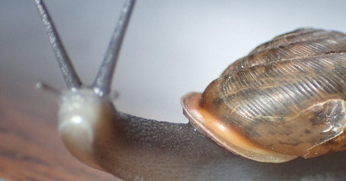 Find the 'BW' Animals II Quiz - By DragMoogle