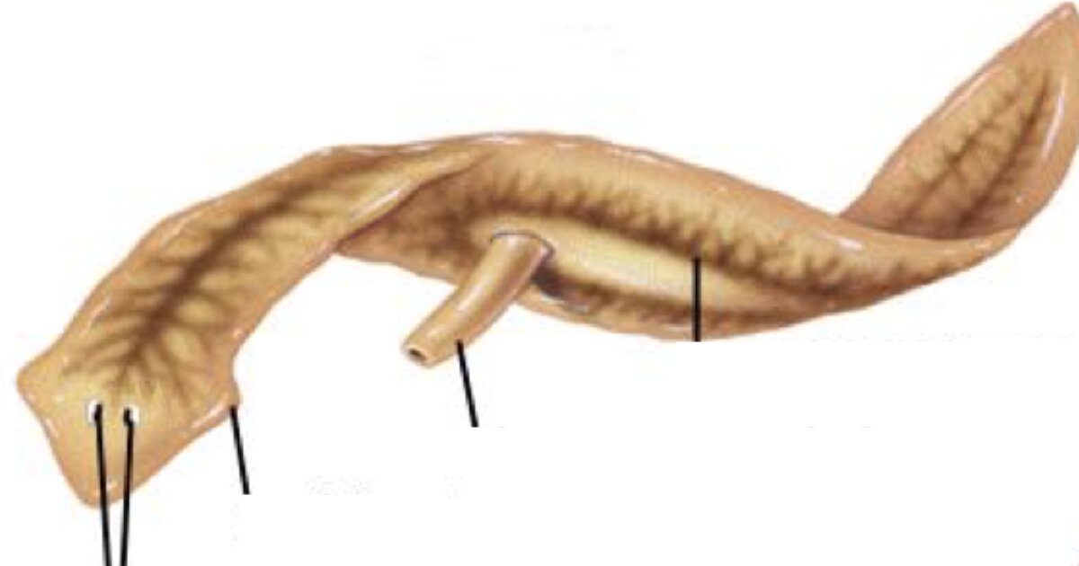 Planarian Anatomy Diagram Quiz - By nubbywizard