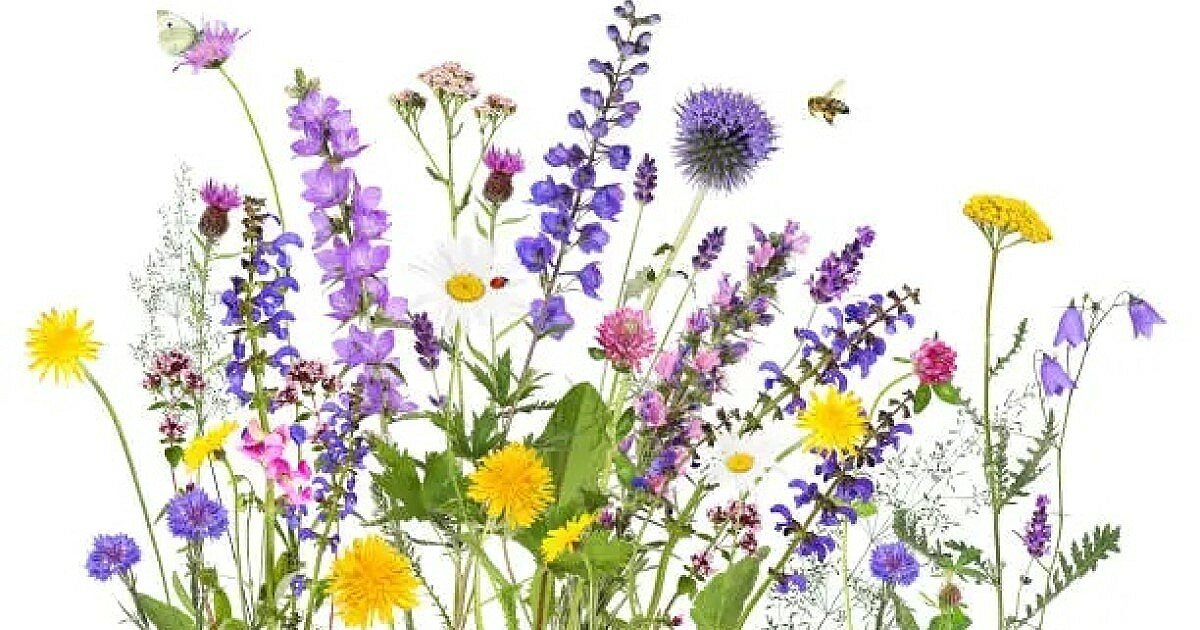 Brain Power - Wild Flowers Quiz - By nabean