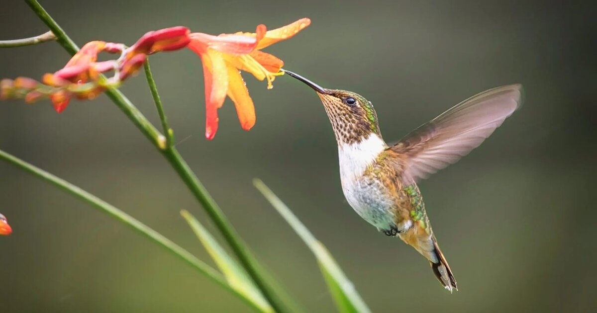 Find the Hummingbird Vehicles Quiz - By alvir28