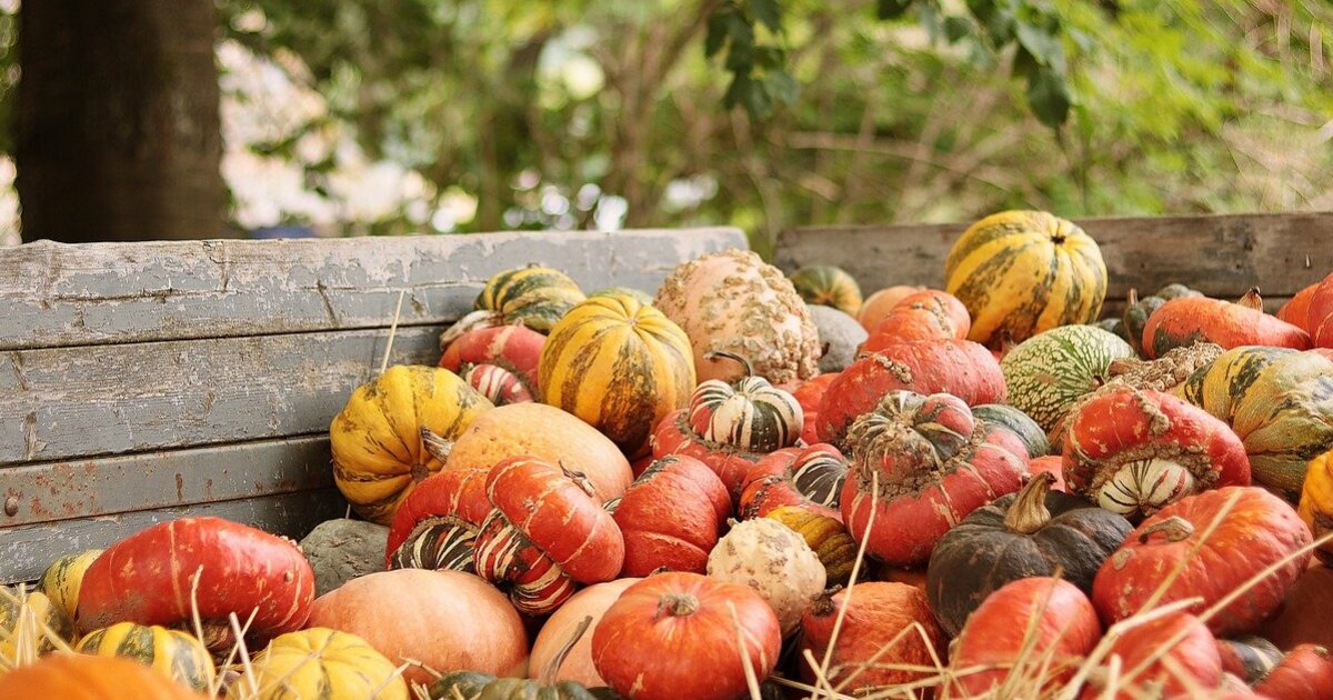 Word Ladder: Thanksgiving Quiz - By nawtcg