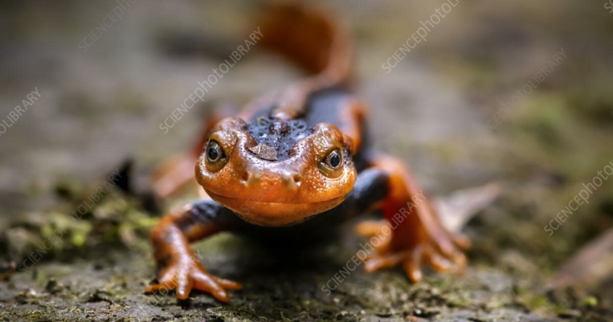 Order Up: Emperor Newt Taxonomy! Quiz - By sparkblip