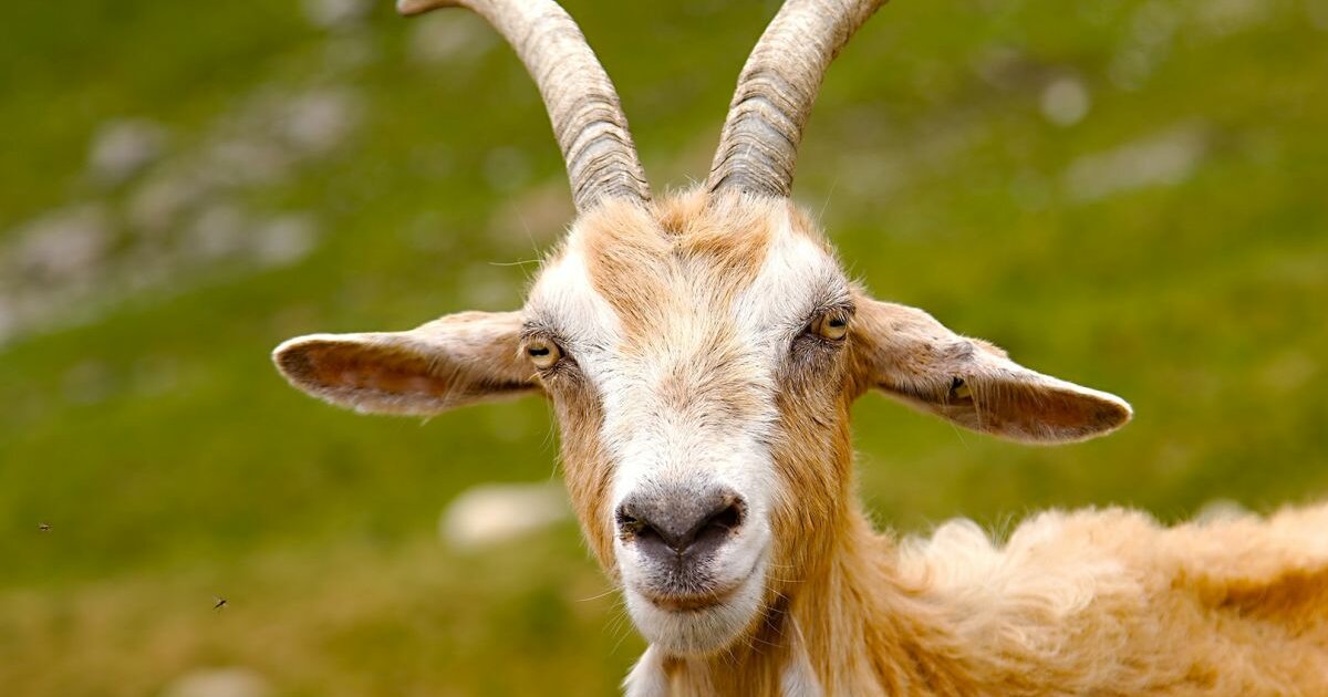 Goat Picture Blitz Quiz - By bobkitty1123