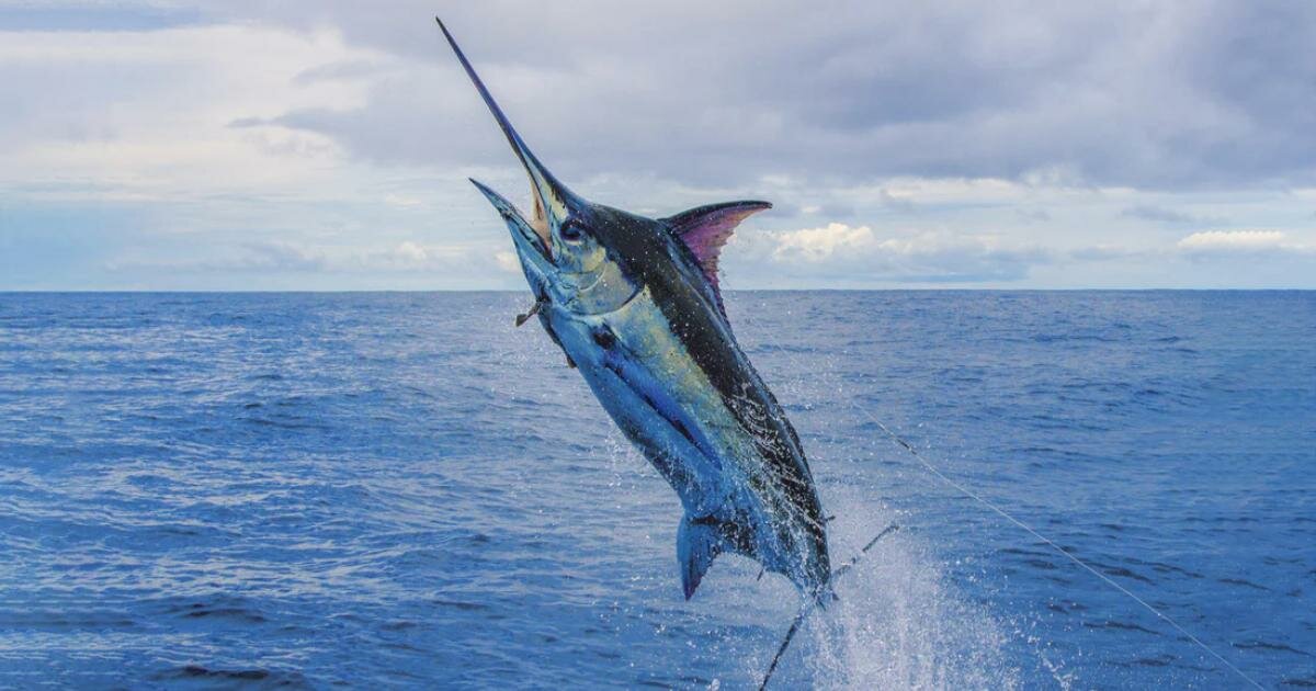 Order Up: Blue Marlin Taxonomy! Quiz - By sparkblip