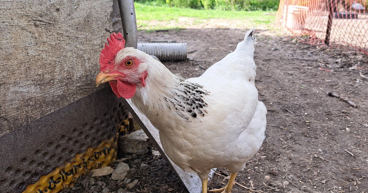 Guess these 12 Chicken Breeds Quiz - By ImJustCoolDud_24
