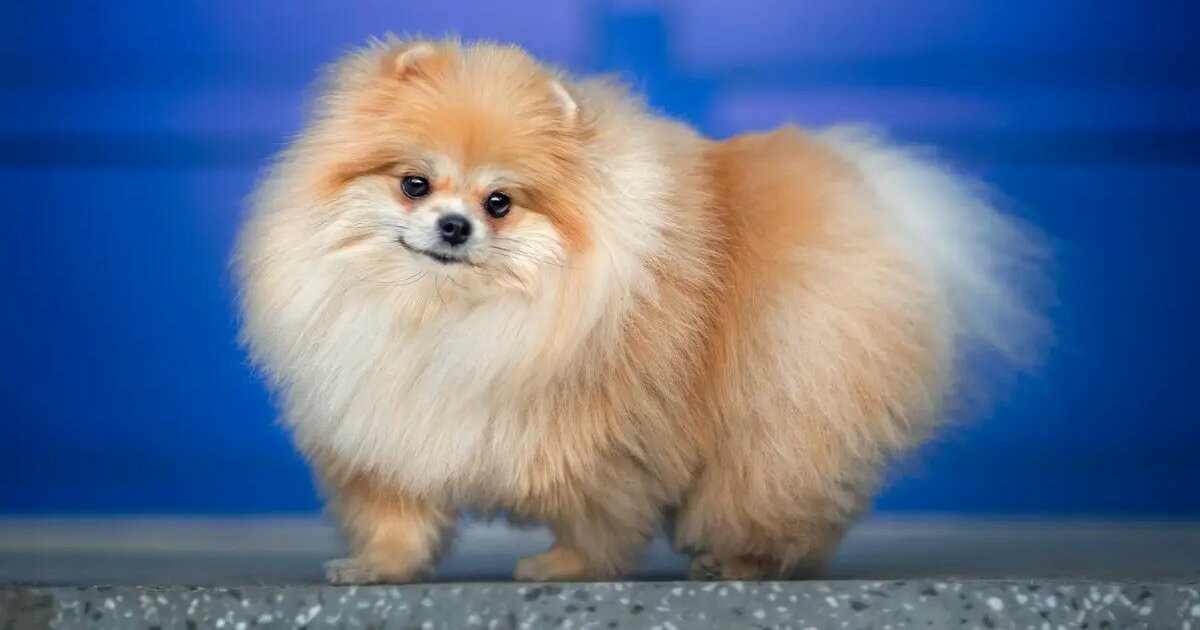 Criteria Blitz: Dog Breeds Quiz - By OkapiDragon