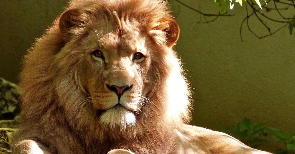 Creatures of Narnia Quiz - By arelom