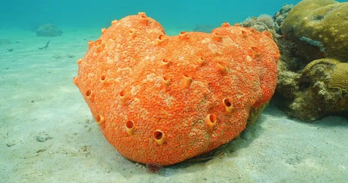 Find the Sponge Animals Quiz - By alvir28