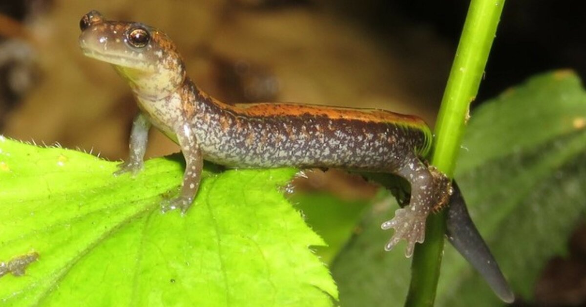 KY Adult Plethodontidae ID Quiz - By EntEnjoyer