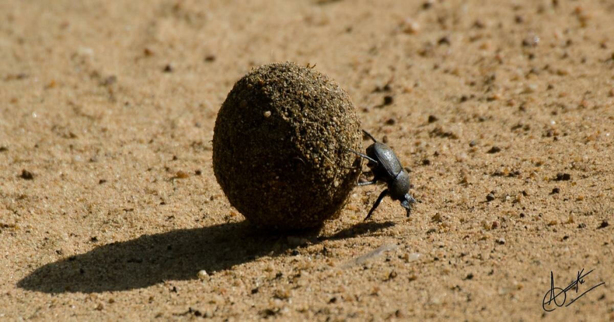 Order Up: Bull-Headed Dung Beetle Taxonomy! Quiz - By sparkblip
