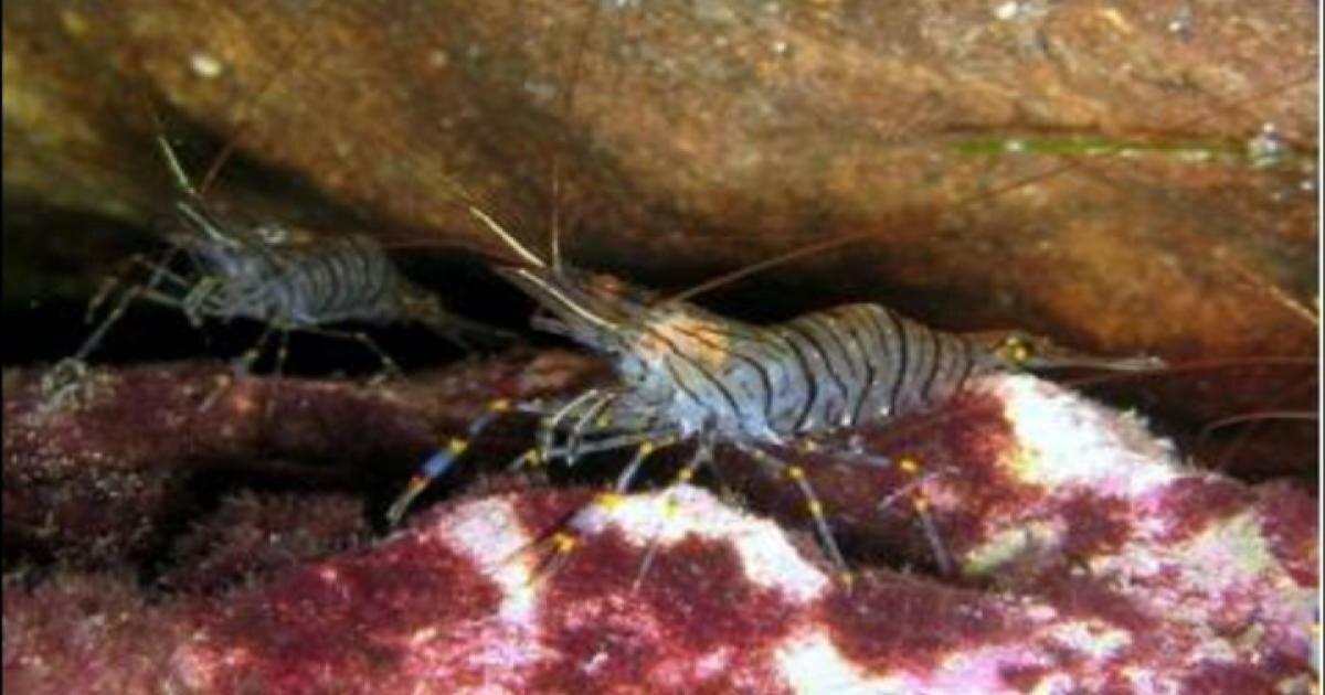 Order Up: Common Prawn Taxonomy! Quiz - By sparkblip