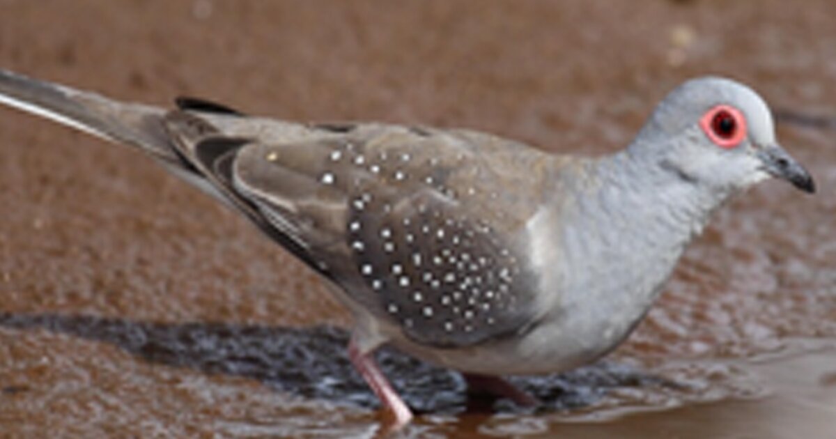 Find the 'DD' Animals Quiz - By DragMoogle