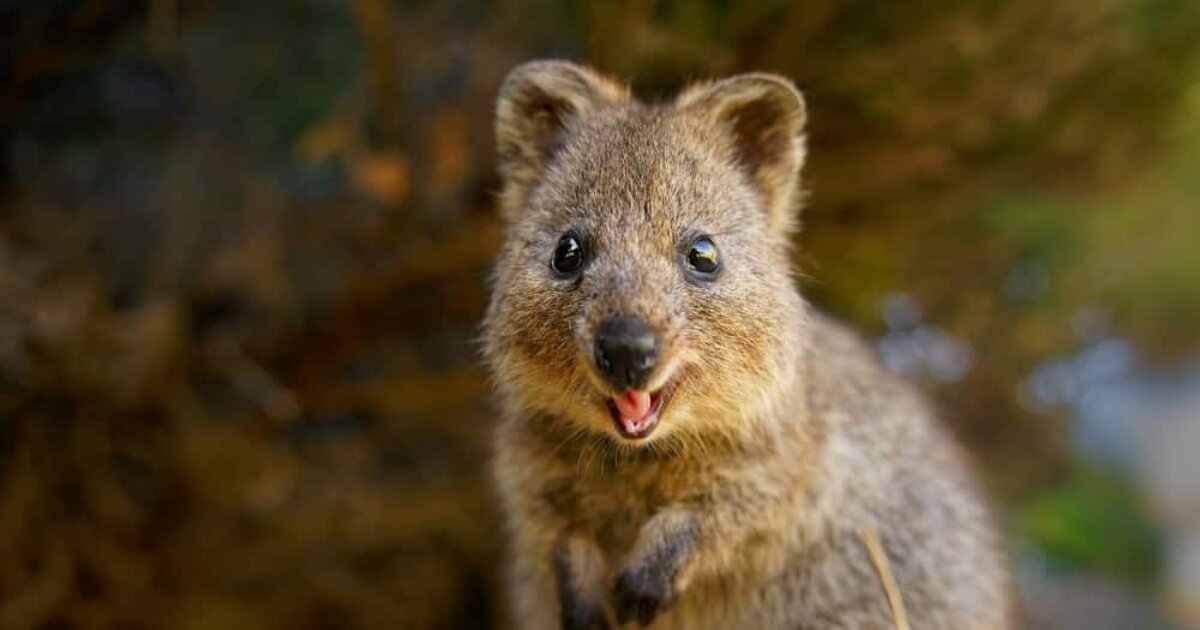 60 Second Animal Blitz Quiz - By alex2000morrison