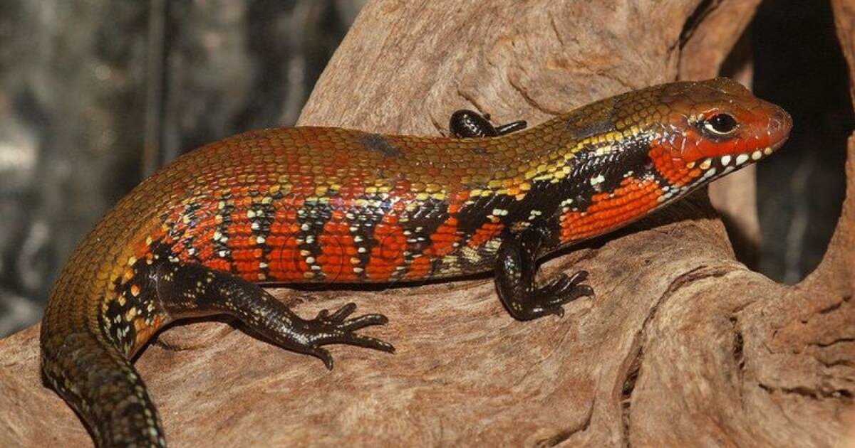 Order Up: Fire Skink Taxonomy! Quiz - By sparkblip