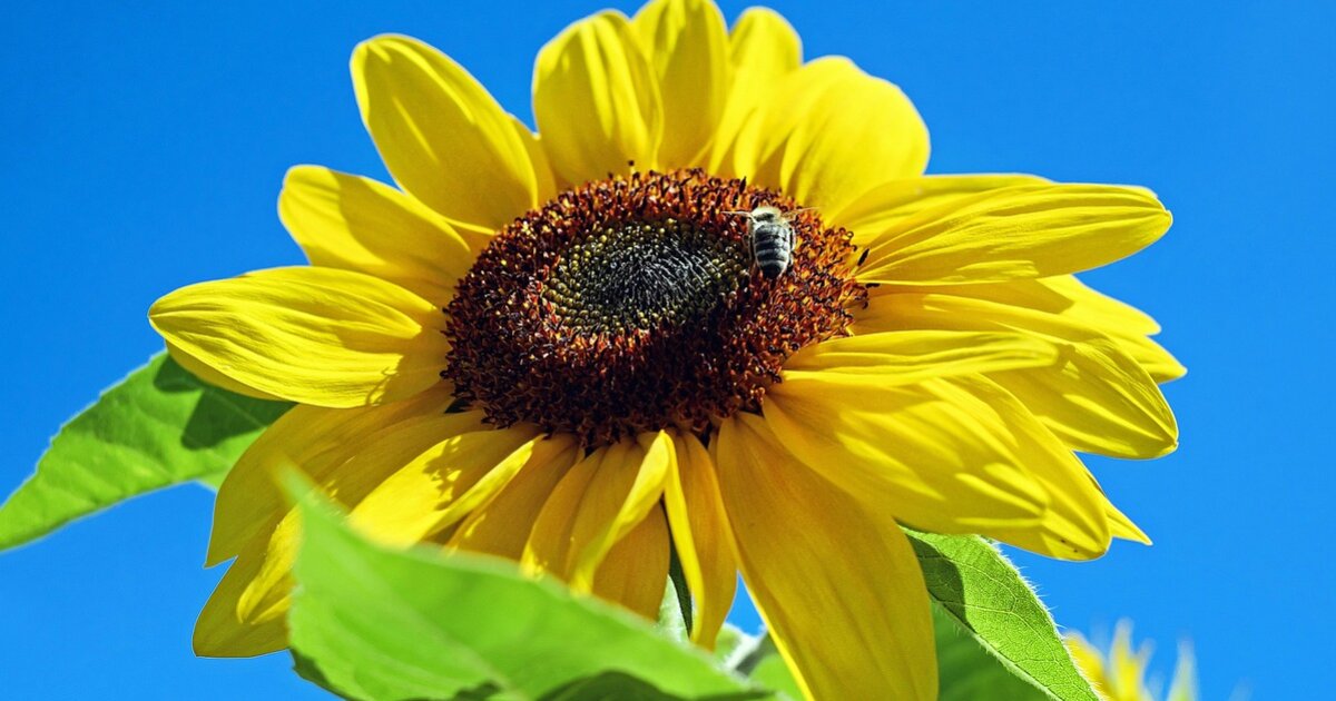 Find the Yellow Plants Quiz