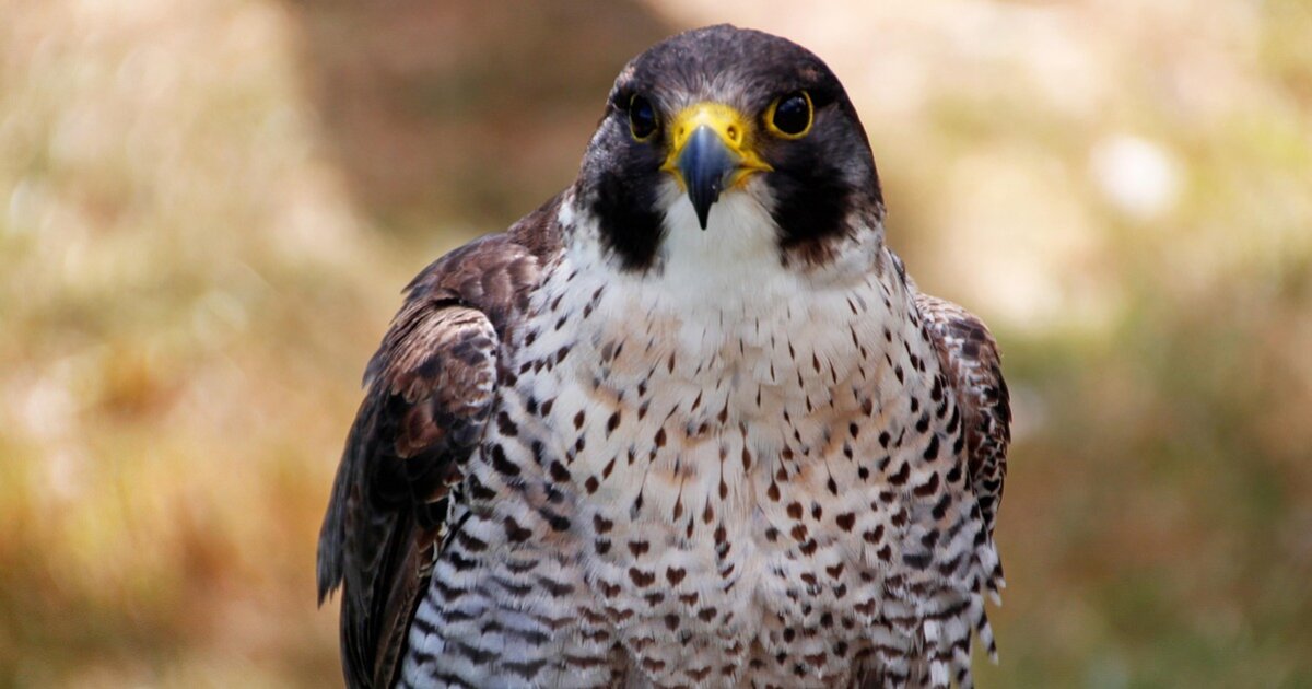 Anagram Blitz: Bird or Mammal Quiz