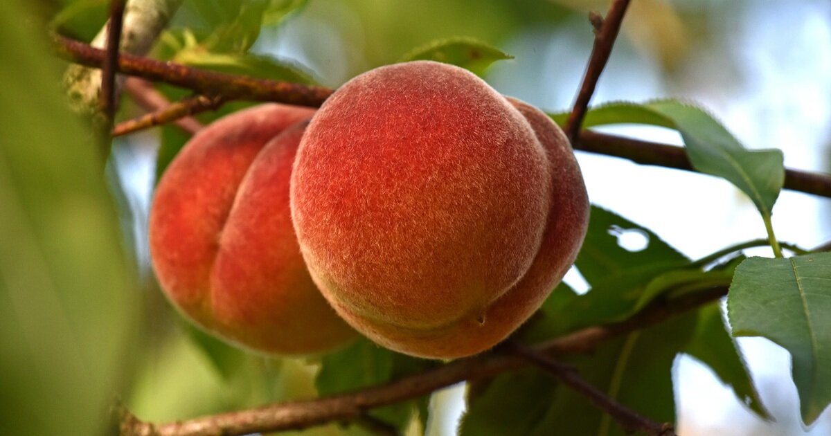 Find the Peach Animals Quiz - By alvir28