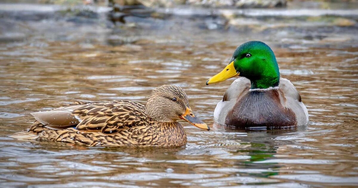 Find the Duck Vehicles Quiz - By alvir28