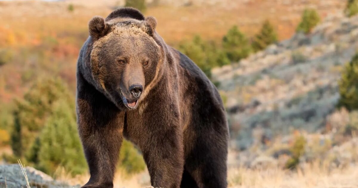 Animal Type Blitz: 'B' Quiz - By blairjaxon