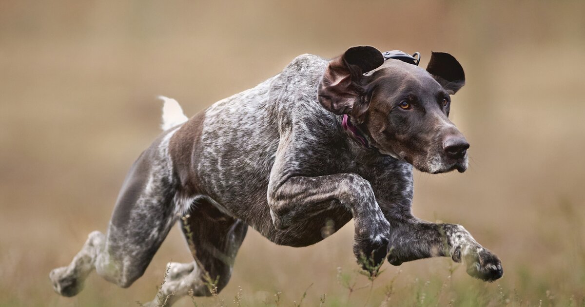 AKC Sporting Group 2025 Quiz - By bluebird_89