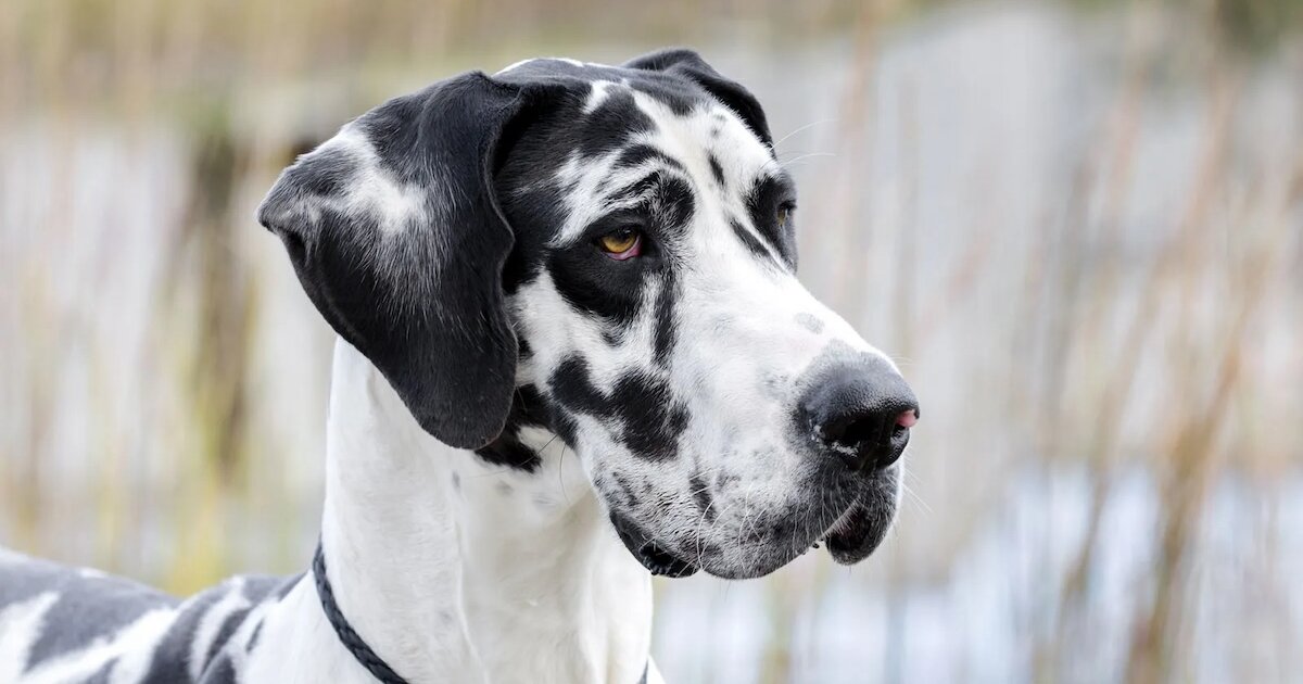 Animal Type Blitz: 'D' Quiz - By blairjaxon