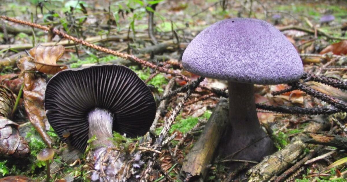 Order Up: Violet Webcap Taxonomy! Quiz - By sparkblip