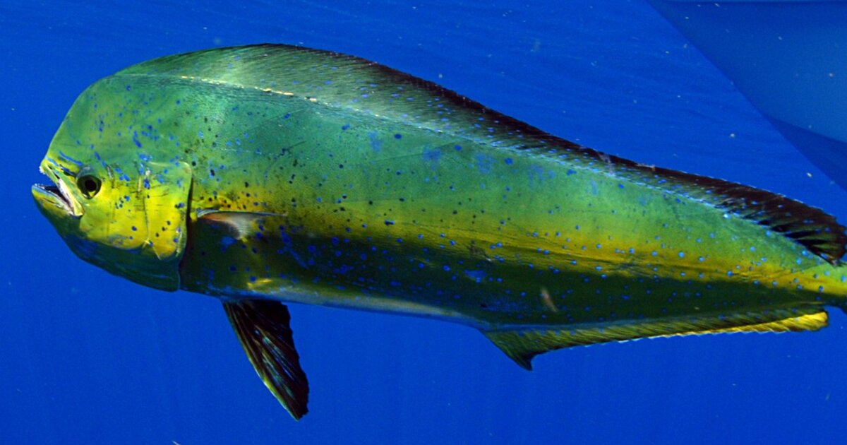 Animal Type Blitz: 'E' Quiz - By blairjaxon