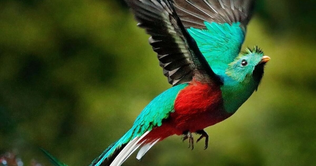 Animal Type Blitz: 'F' Quiz - By blairjaxon