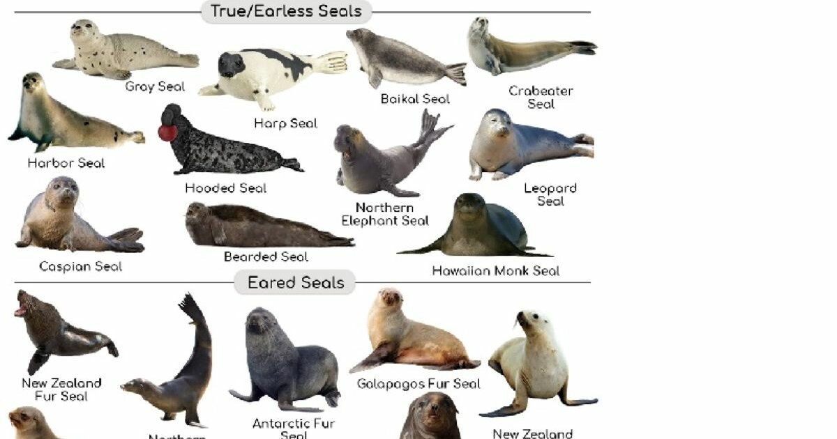 Word Search: International Seal Day Quiz - By Narduc