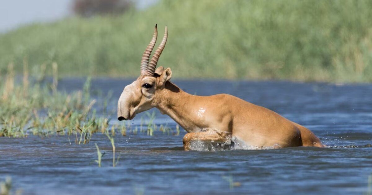 Animal Type Blitz: 'G' Quiz - By blairjaxon