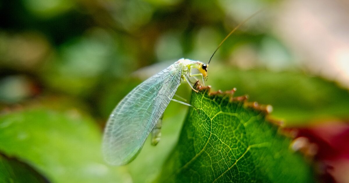 Good Bugs Vs. Bad Bugs Quiz - By seizurebear