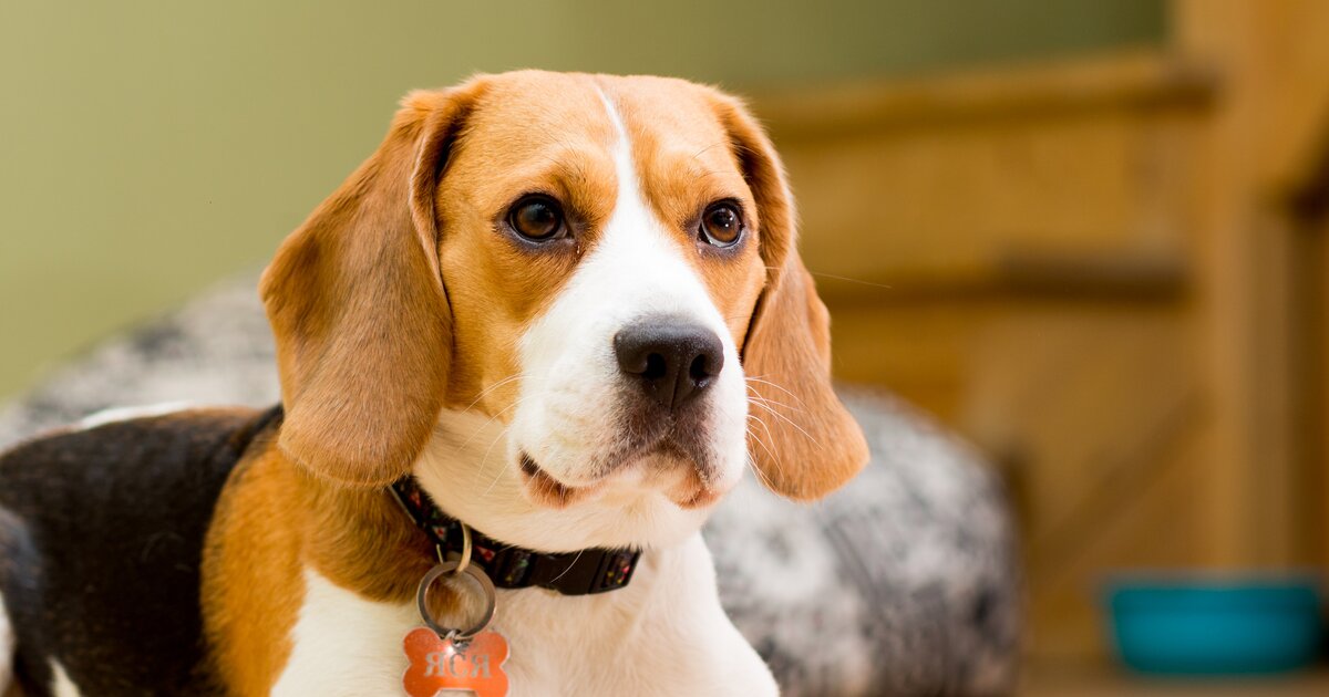 Famous Beagles Quiz - By PrimeSkeptic