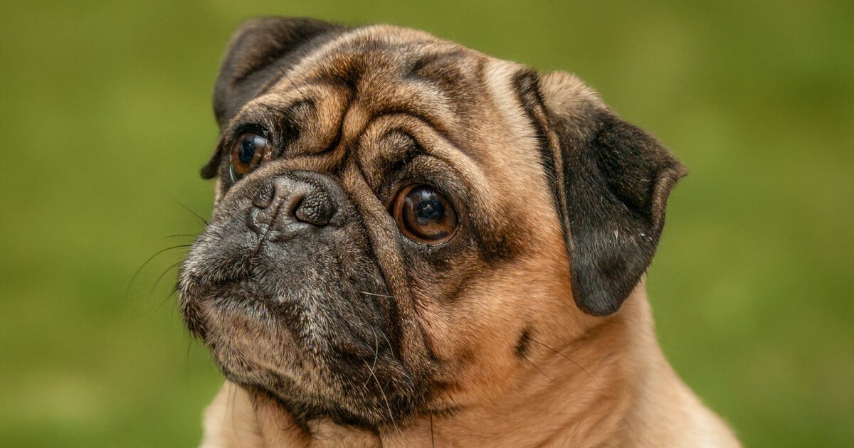 Dog Breed Typing Challenge Quiz - By petrichor