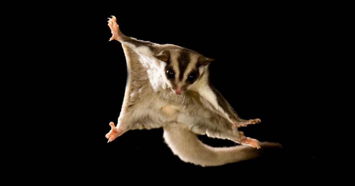 Order Up: Sugar Glider Taxonomy! Quiz - By sparkblip