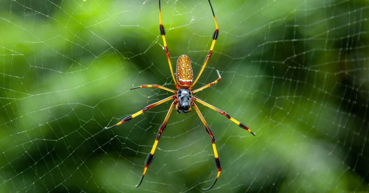 Order Up: Golden-Orb Weaver Spider Taxonomy! Quiz - By sparkblip