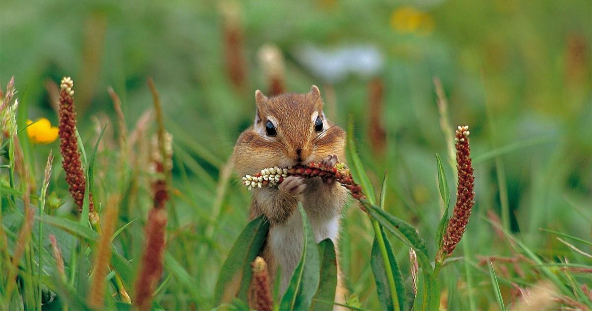 Order Up: Siberian Chipmunk Taxonomy! Quiz - By sparkblip