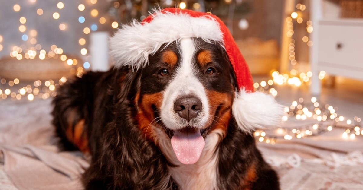 Pibble's Christmas Shenanigans Quiz - By CGMFan1