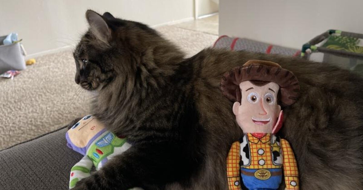 Pixar Character by Cat Toy Quiz - By daisy887
