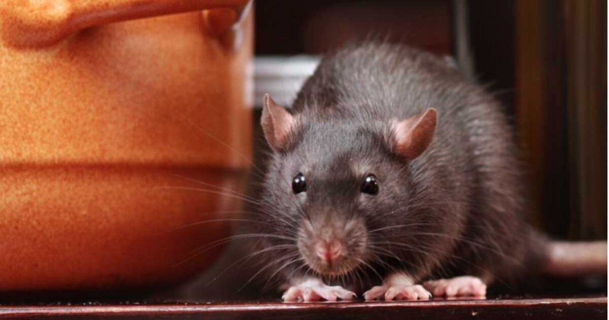 Order Up: Black Rat Taxonomy! Quiz - By sparkblip