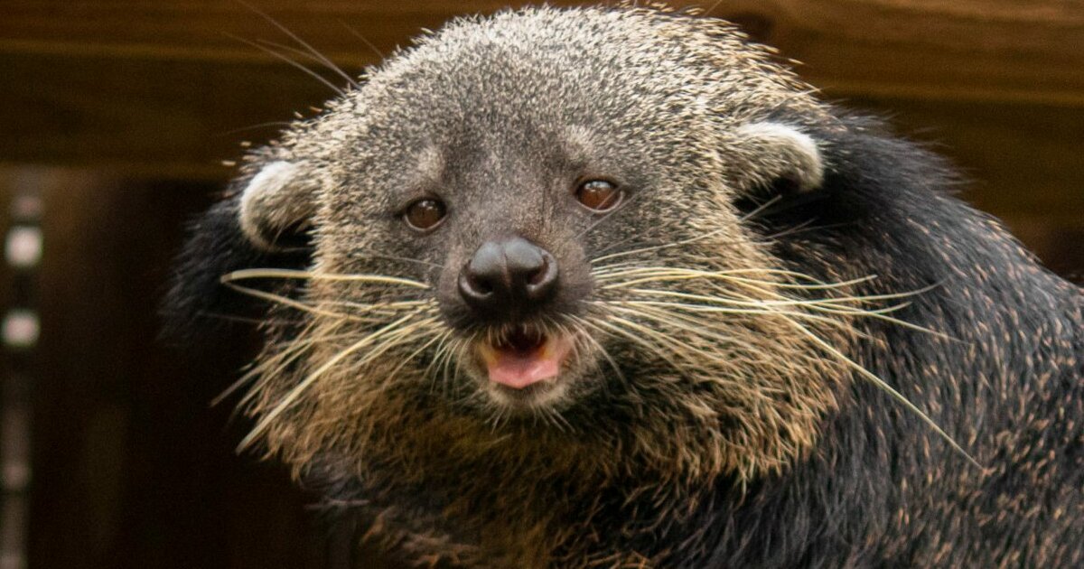 Crossword: National animals of the Levant Quiz - By YogurtArchangel