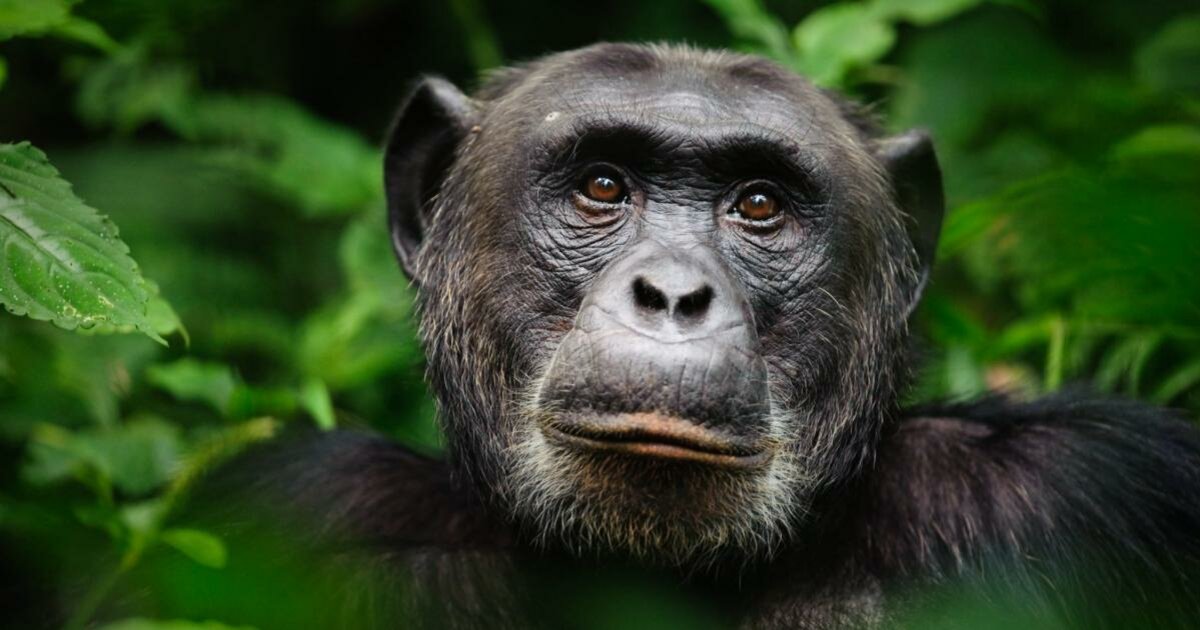 Order Up: Chimpanzee Taxonomy! Quiz - By sparkblip