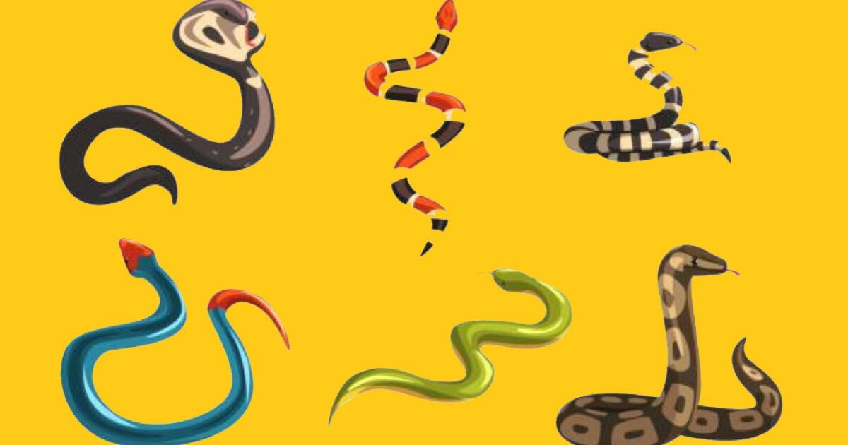 Brain Power - Snakes Quiz - By nabean