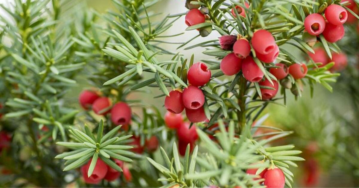 Order Up: European Yew Taxonomy! Quiz - By sparkblip