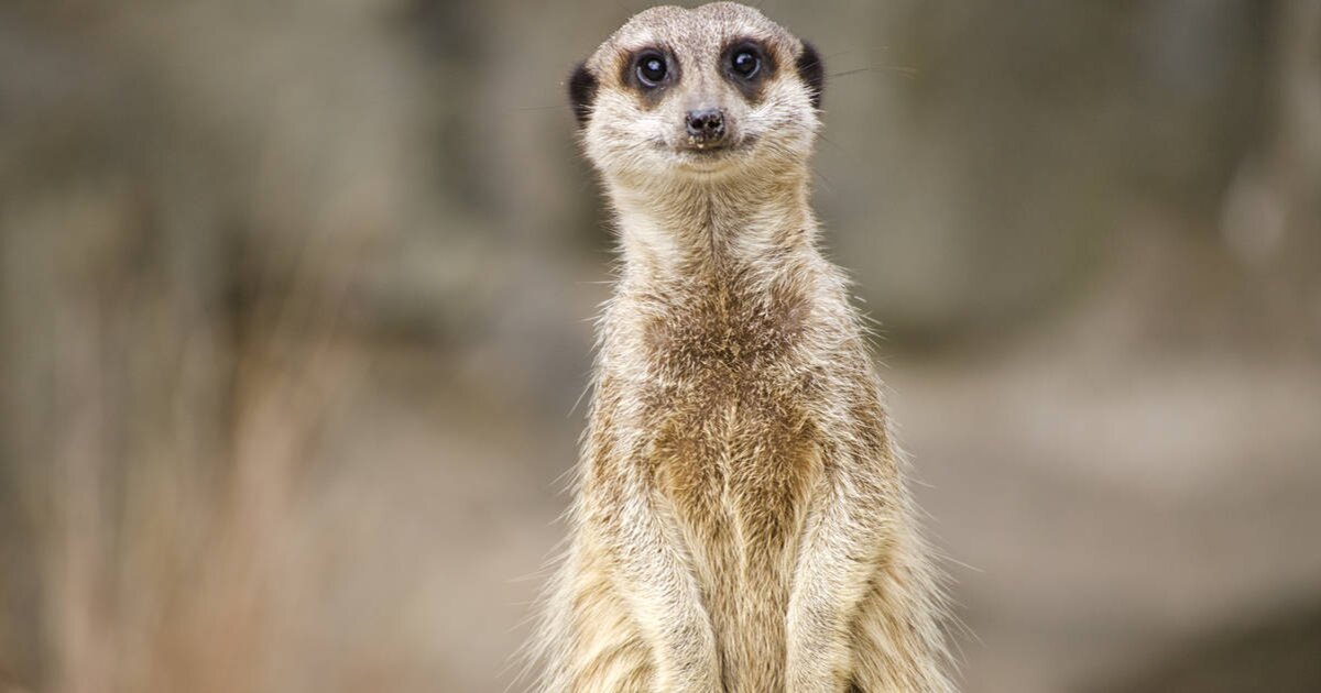 'M___T' Picture Click Quiz - By johncenafan612