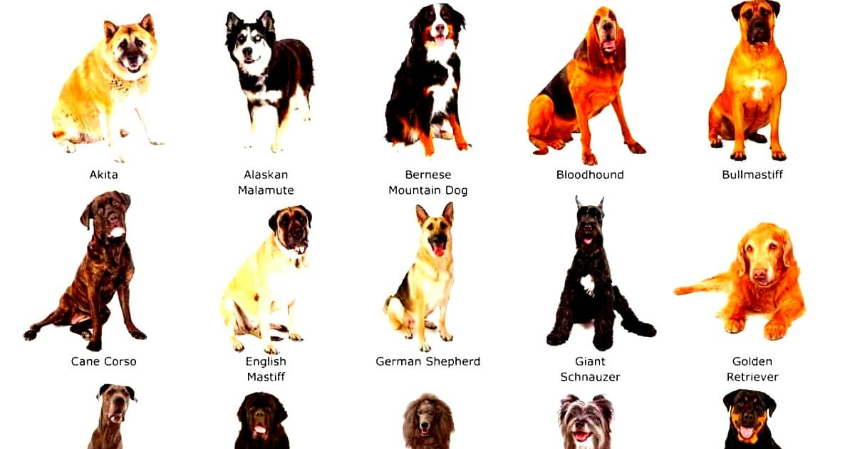 Dubious Dog Breeds! Quiz - By nabean