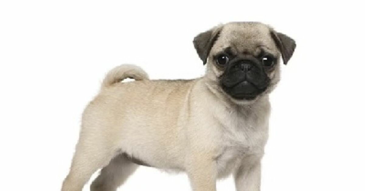 Short Order: 'A Dog is a Dog' Quiz - By Narduc