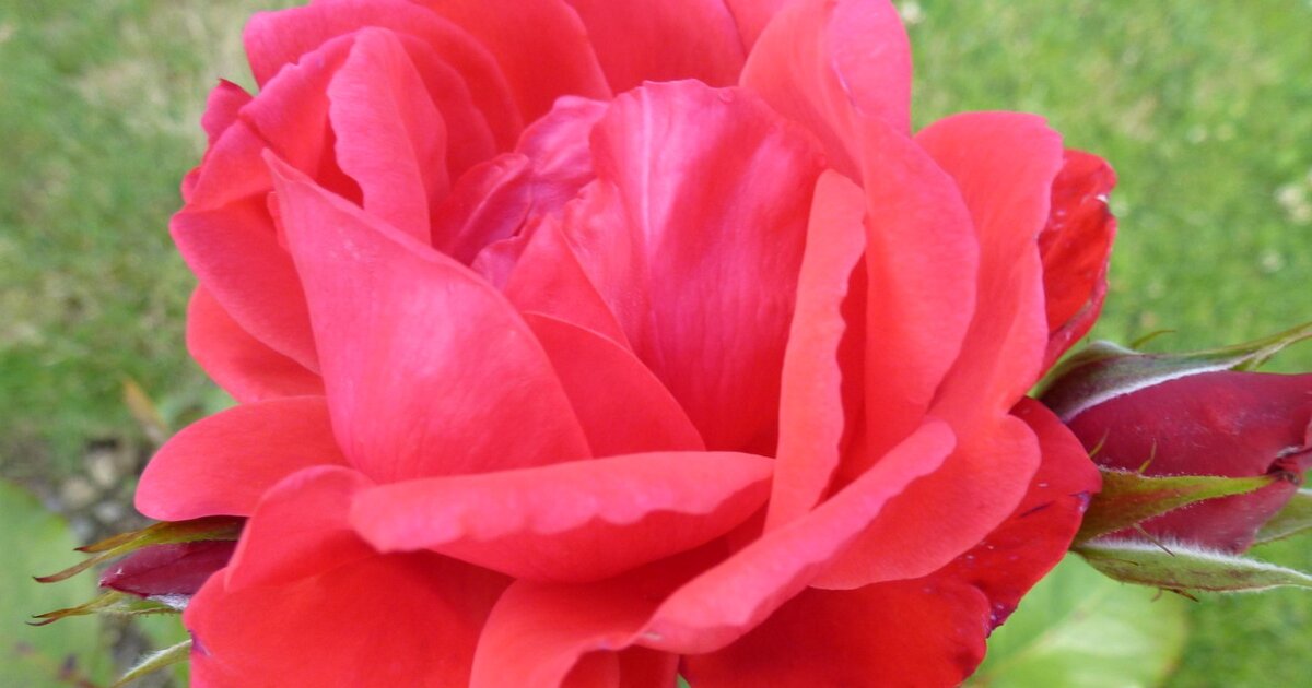 Word Hunt: Rose Quiz - By Gemini