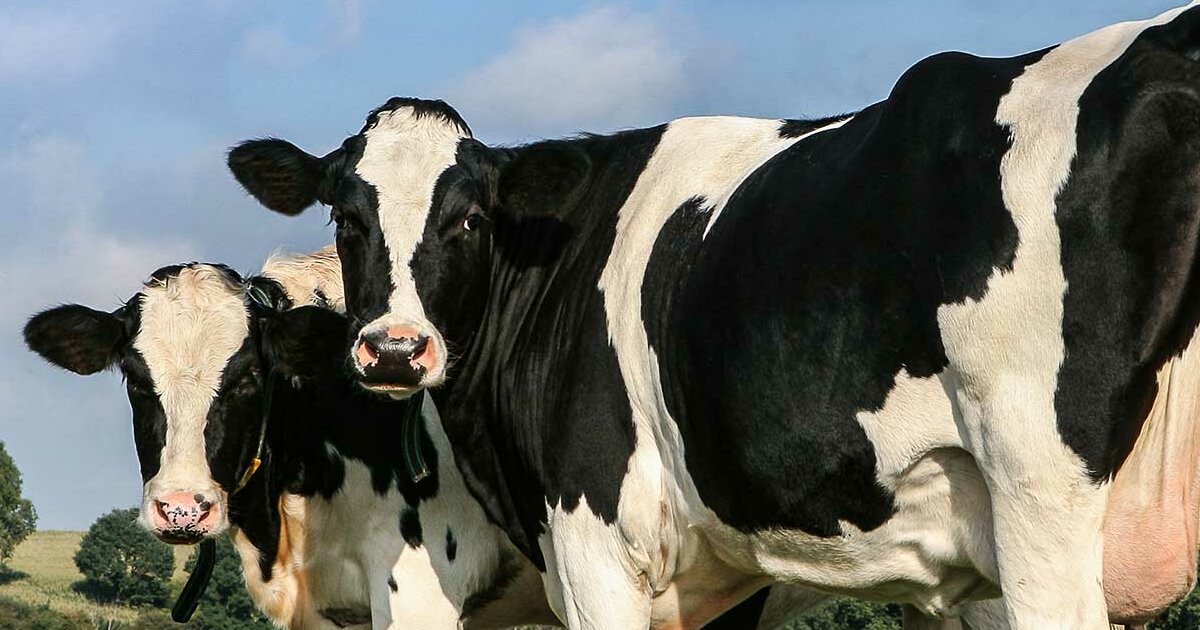 'Moo' Images Quiz - By Patrick_Greylock