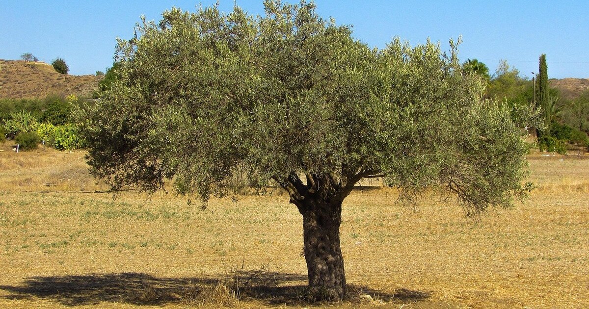 Word Hunt: Olive Quiz - By Gemini