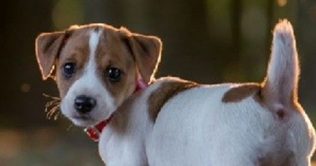 If Movie and TV Characters were Jack Russell Terriers Quiz - By Narduc